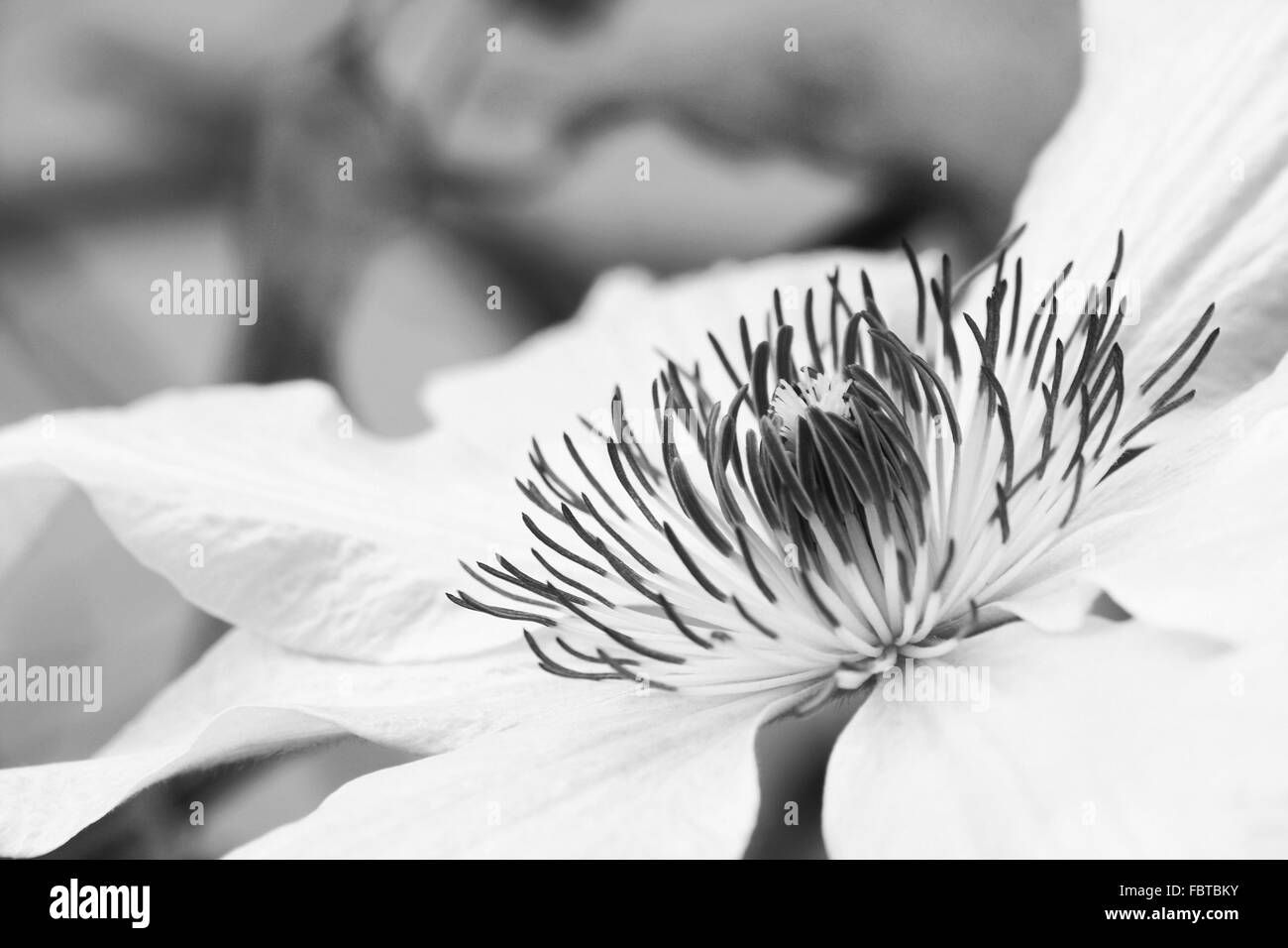 Very slender petals Black and White Stock Photos & Images - Alamy