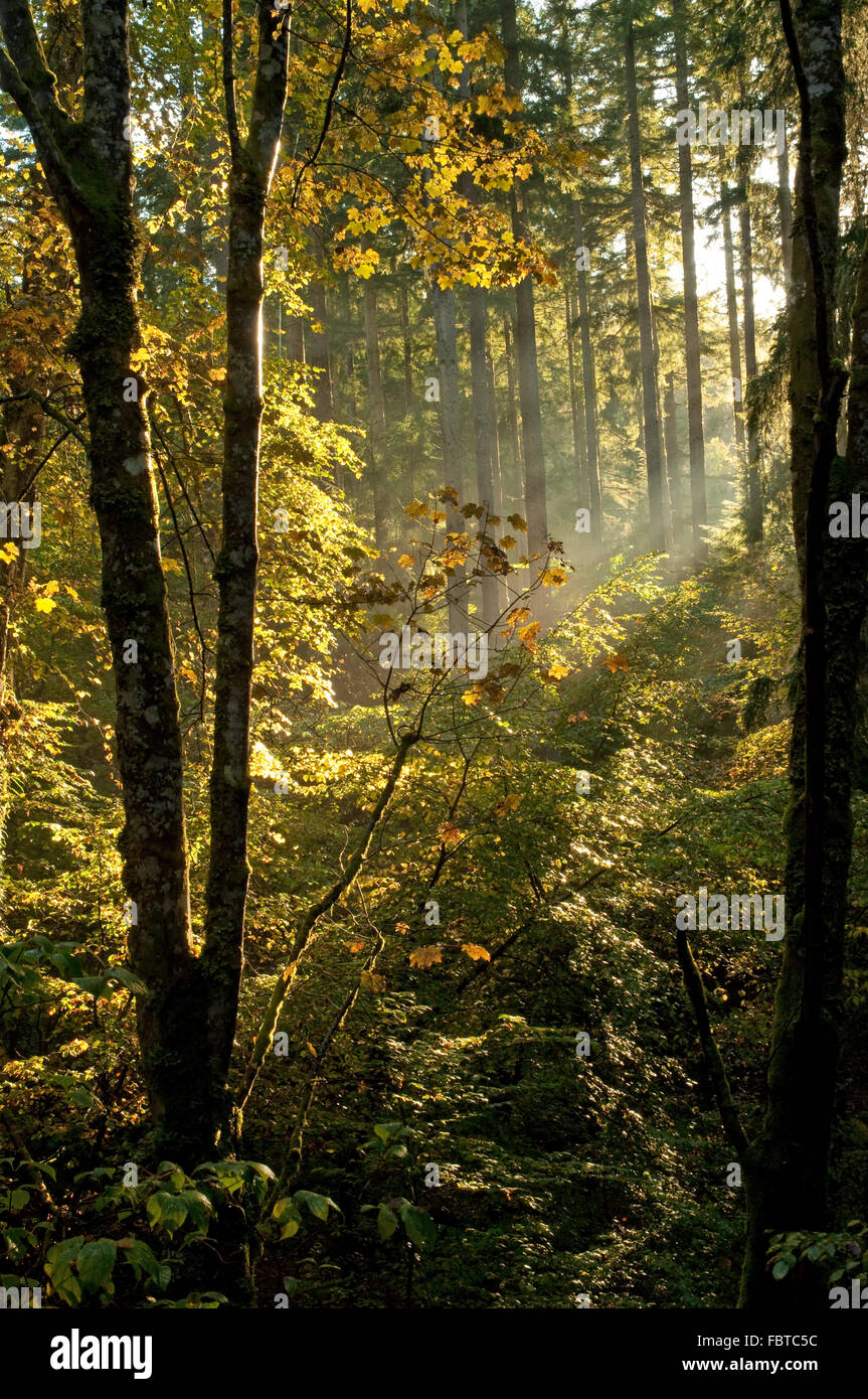 Sunlight through Autumn Trees Stock Photo - Alamy