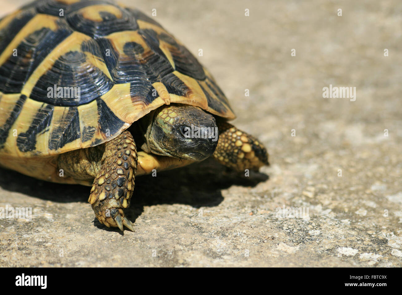 Turtle with yellow spots hi-res stock photography and images - Alamy