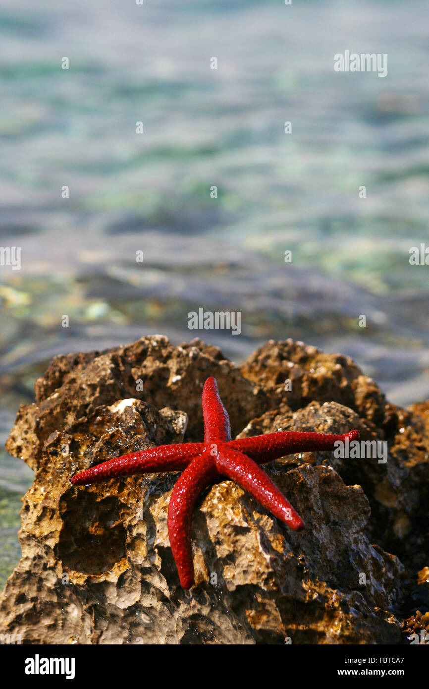 Purple Sea Star High Resolution Stock Photography and Images - Alamy