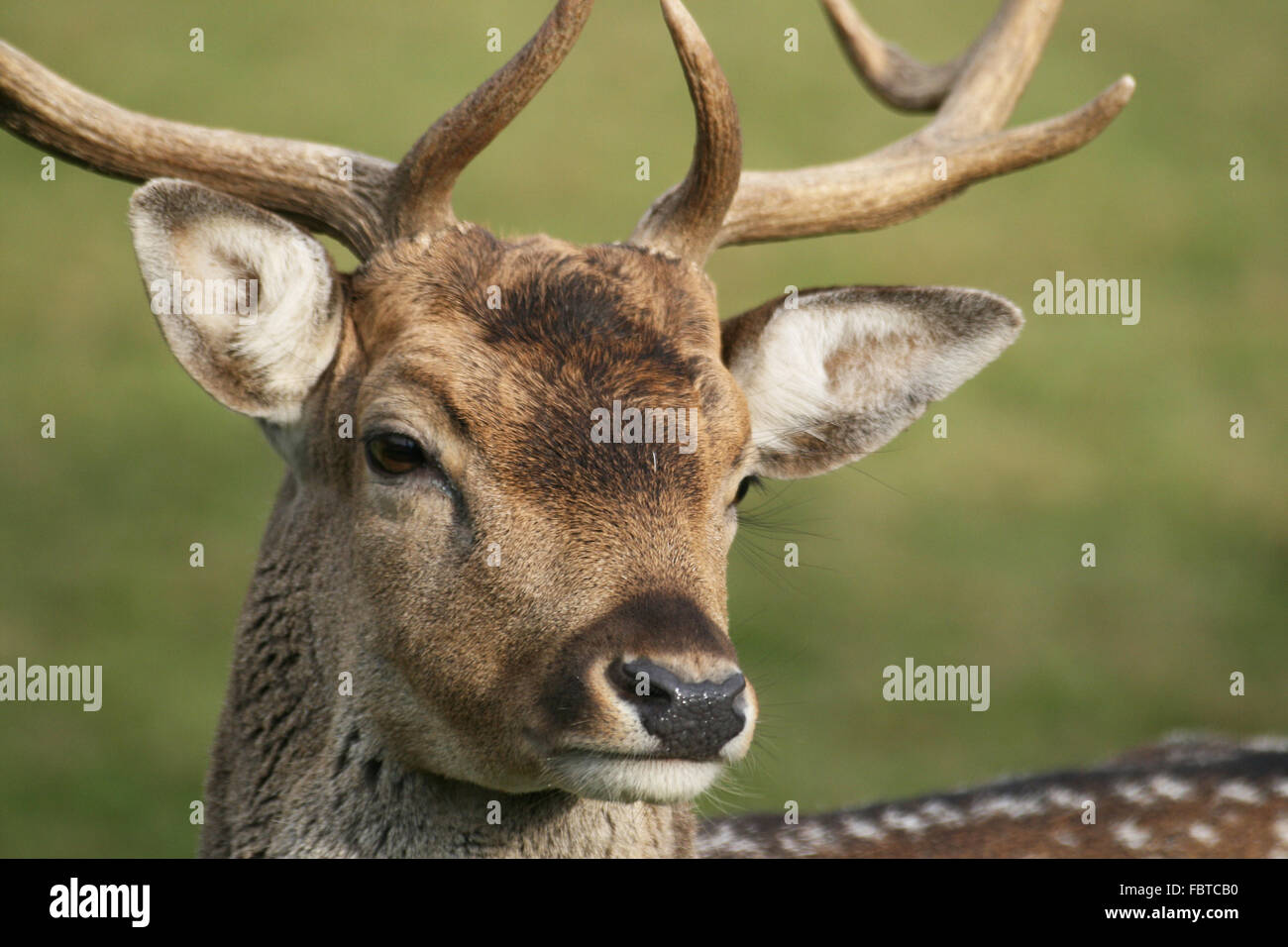 Deer on hind legs hi-res stock photography and images - Alamy