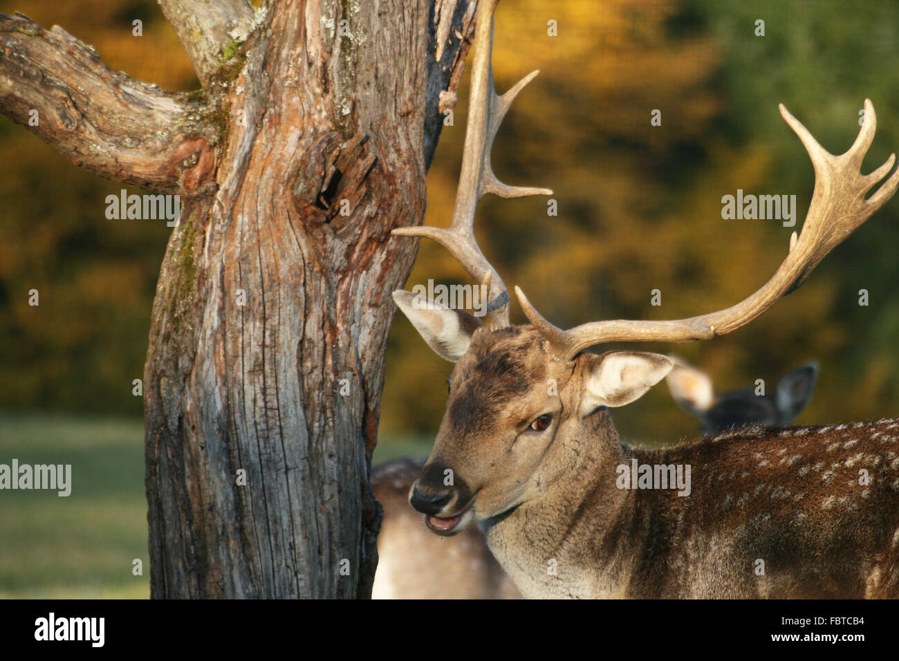 Deer hunting photos hi-res stock photography and images - Alamy