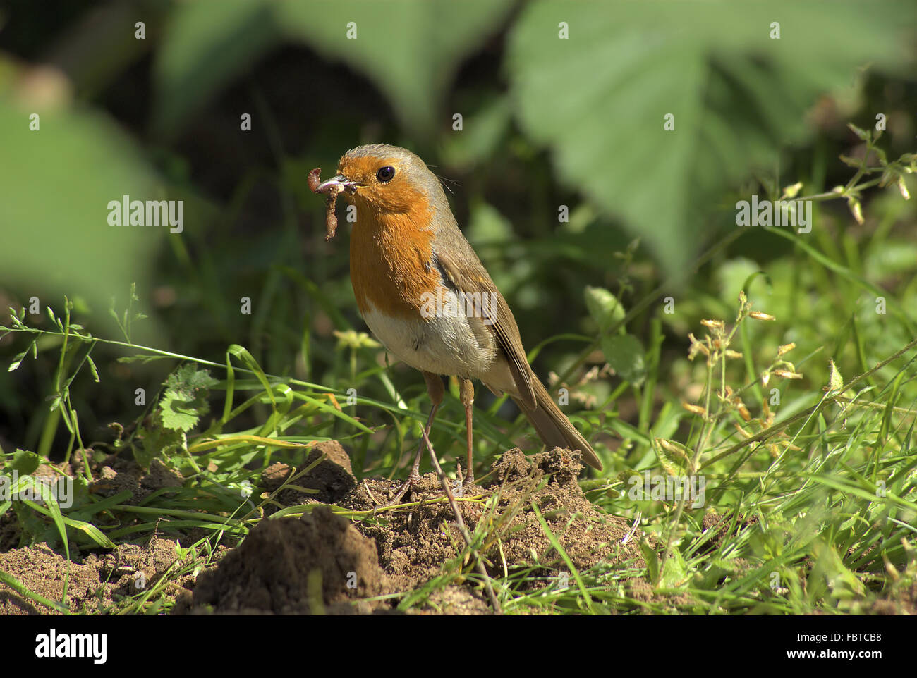 Rotkehlchen hi-res stock photography and images - Alamy