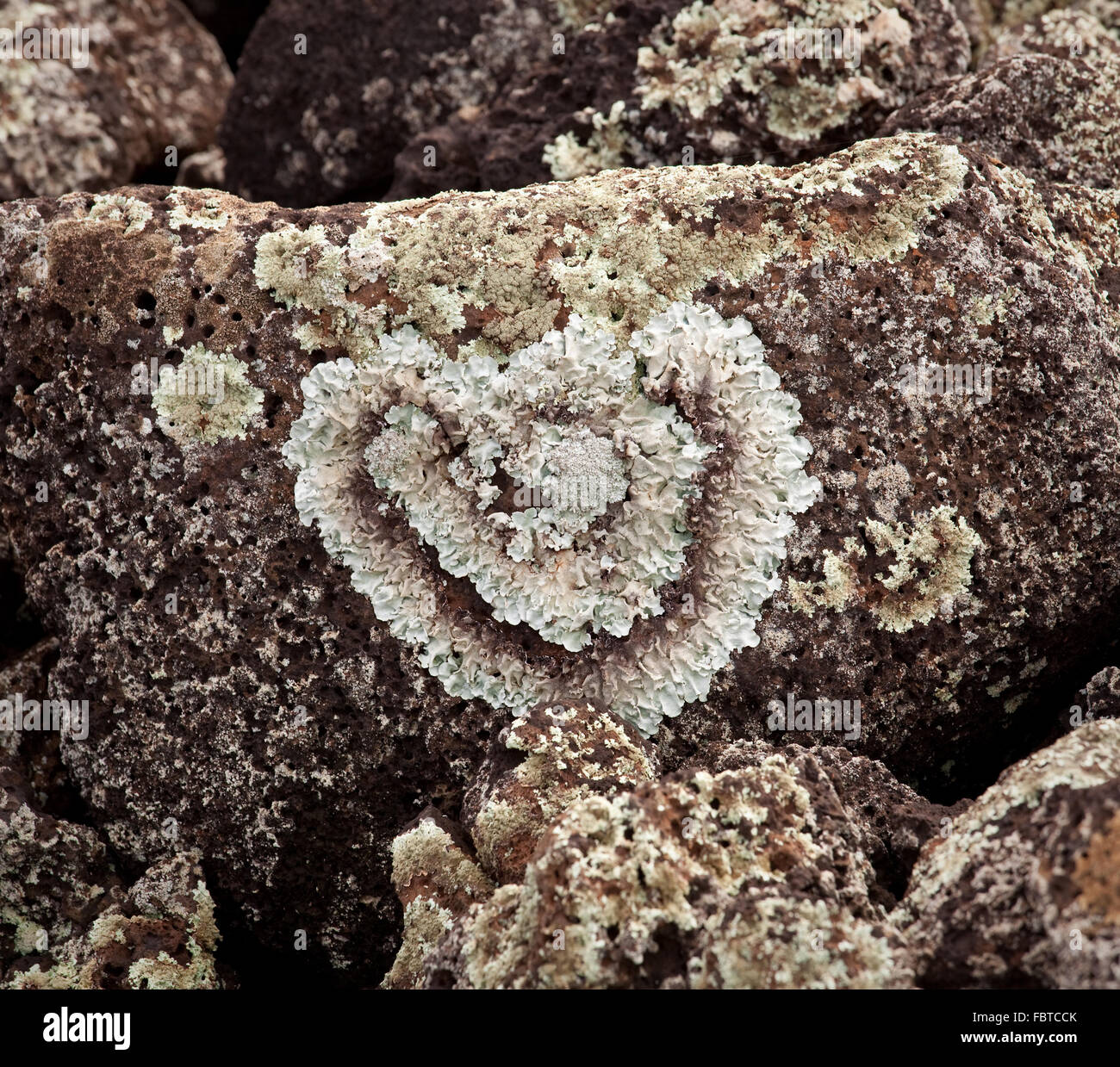 Romantic heart shaped lichen growing on a rock by a beach Stock Photo ...