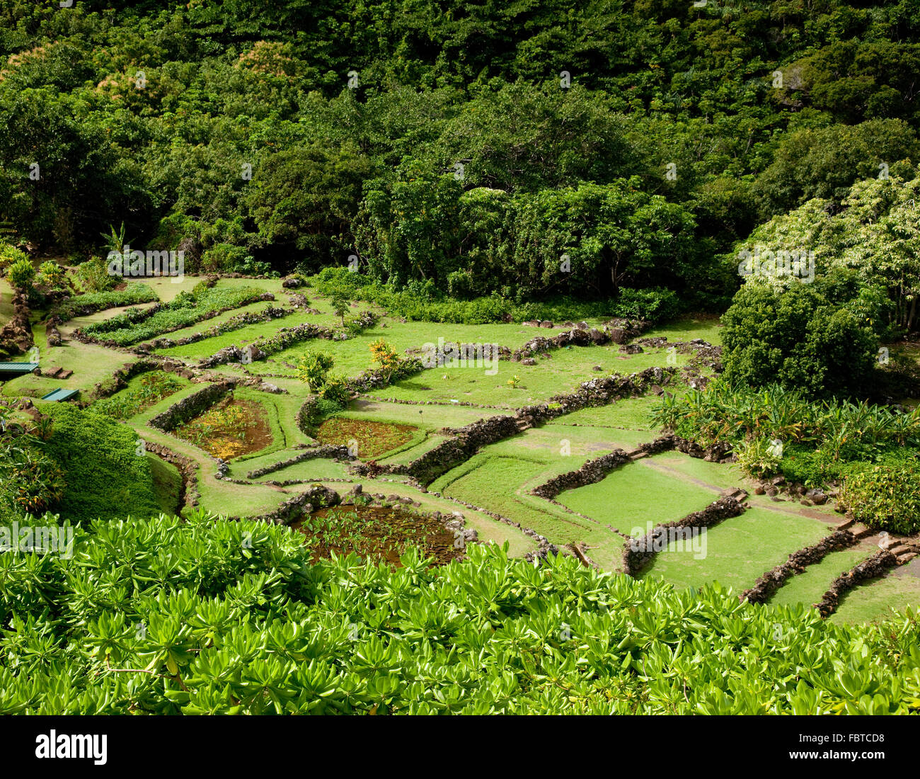 Example of terraced gardens in Kauai showing different plant types ...