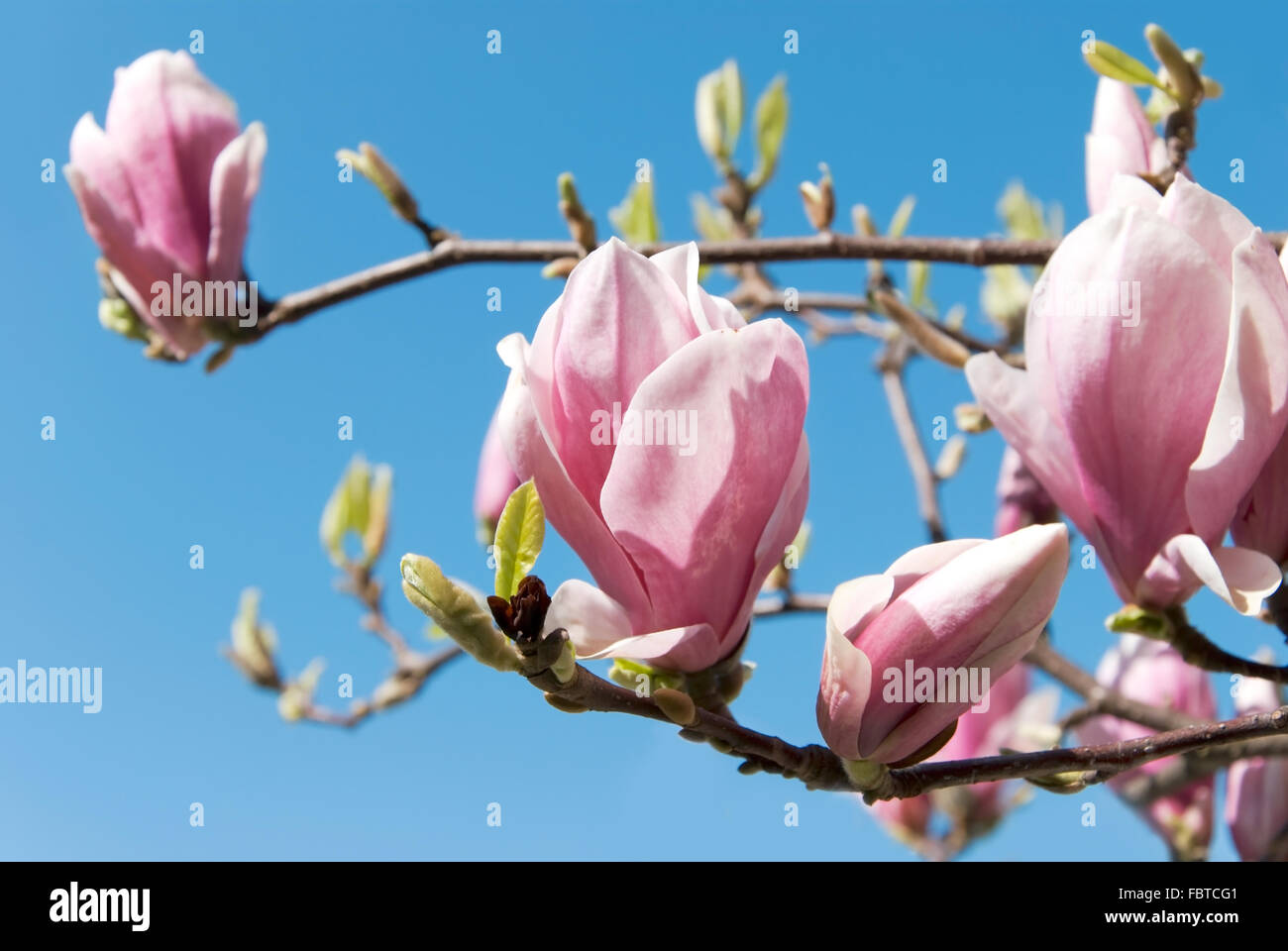 Magnolien rosa hi-res stock photography and images - Alamy