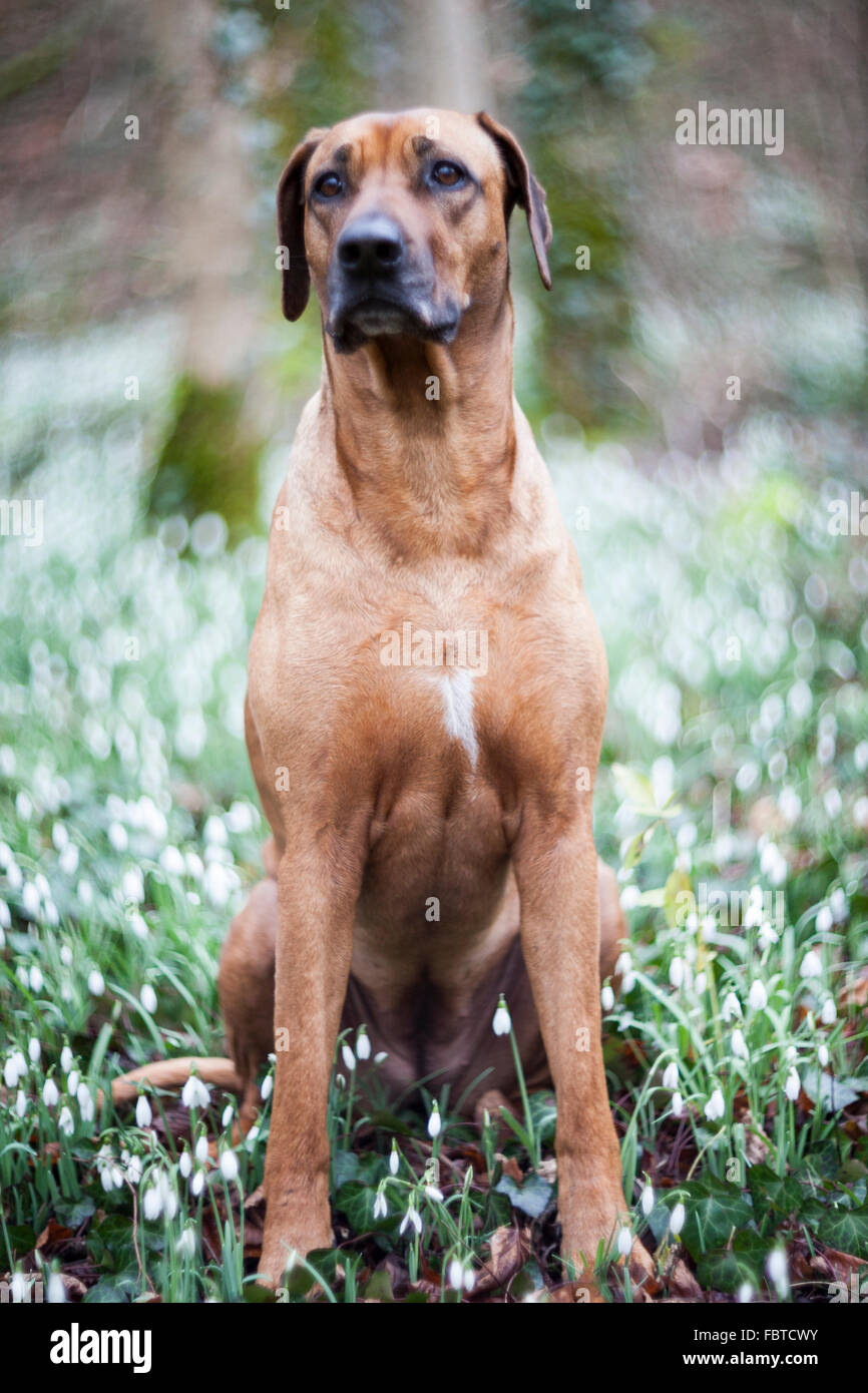 White rhodesian hi-res stock photography and images - Alamy