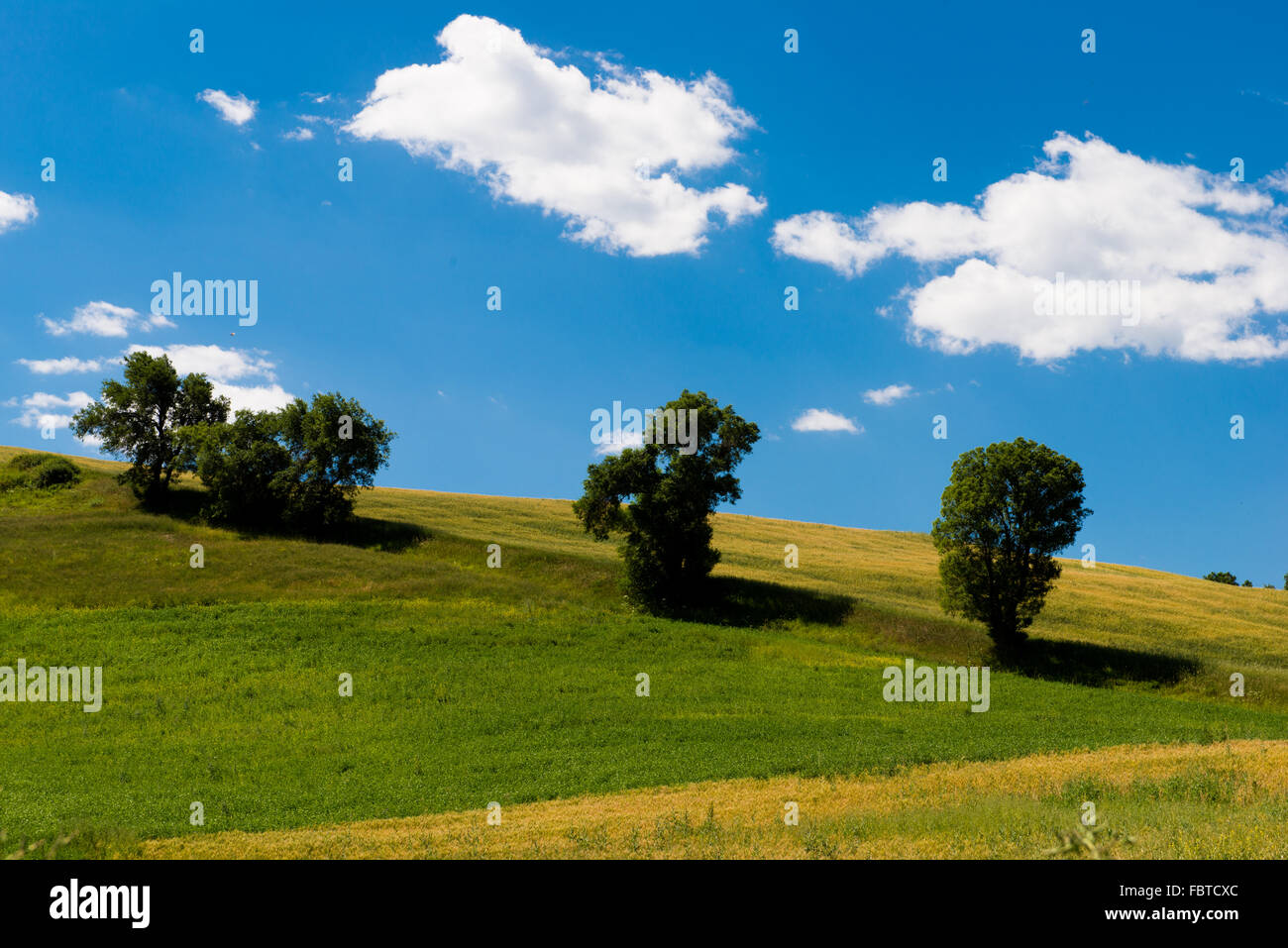 Xinjiang Shihezi wheat field Stock Photo - Alamy