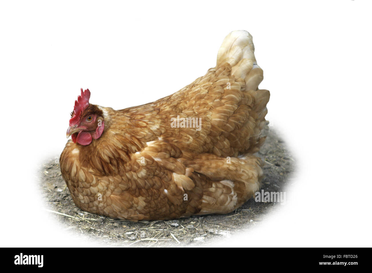 Hen breeding hi-res stock photography and images - Alamy