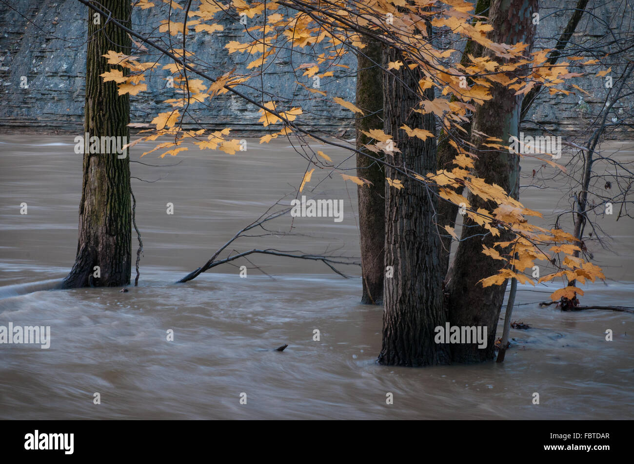 Trees in flooded river with yellow leaves Stock Photo - Alamy