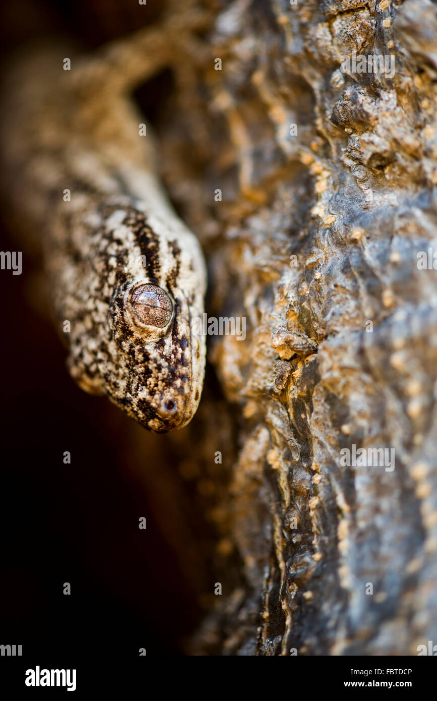 Lizard on tree, close-up Stock Photo - Alamy