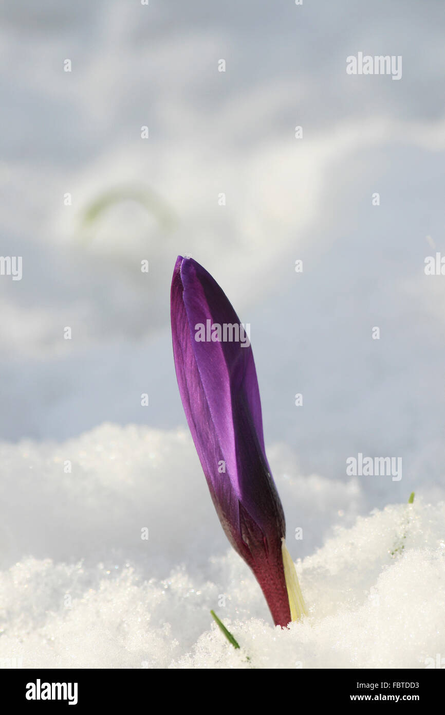 Crocus in snow hi-res stock photography and images - Alamy