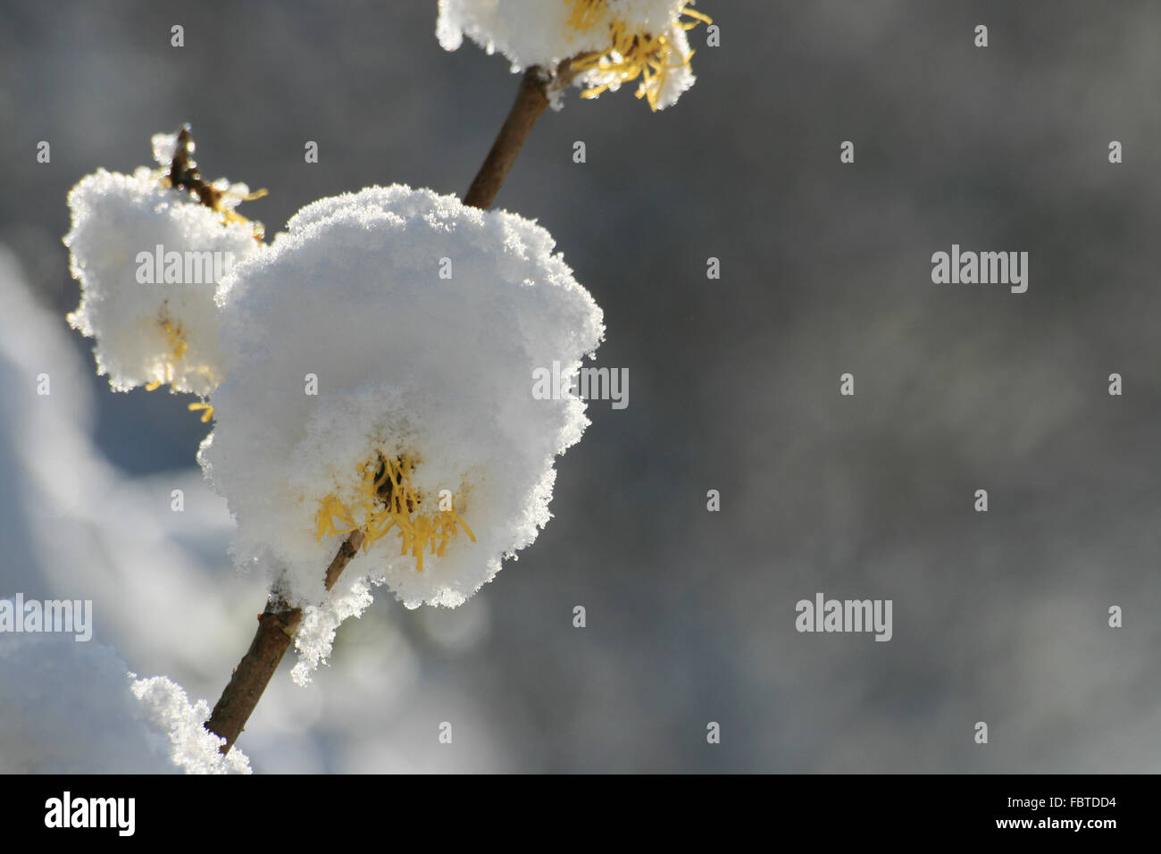 Planzen detail hi-res stock photography and images - Alamy
