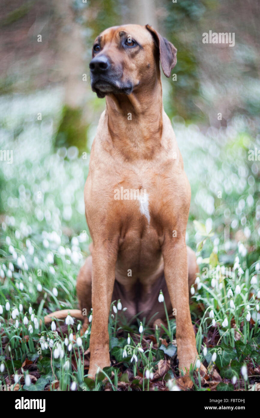 Rhodesian Ridgeback High Resolution Stock Photography and Images - Alamy
