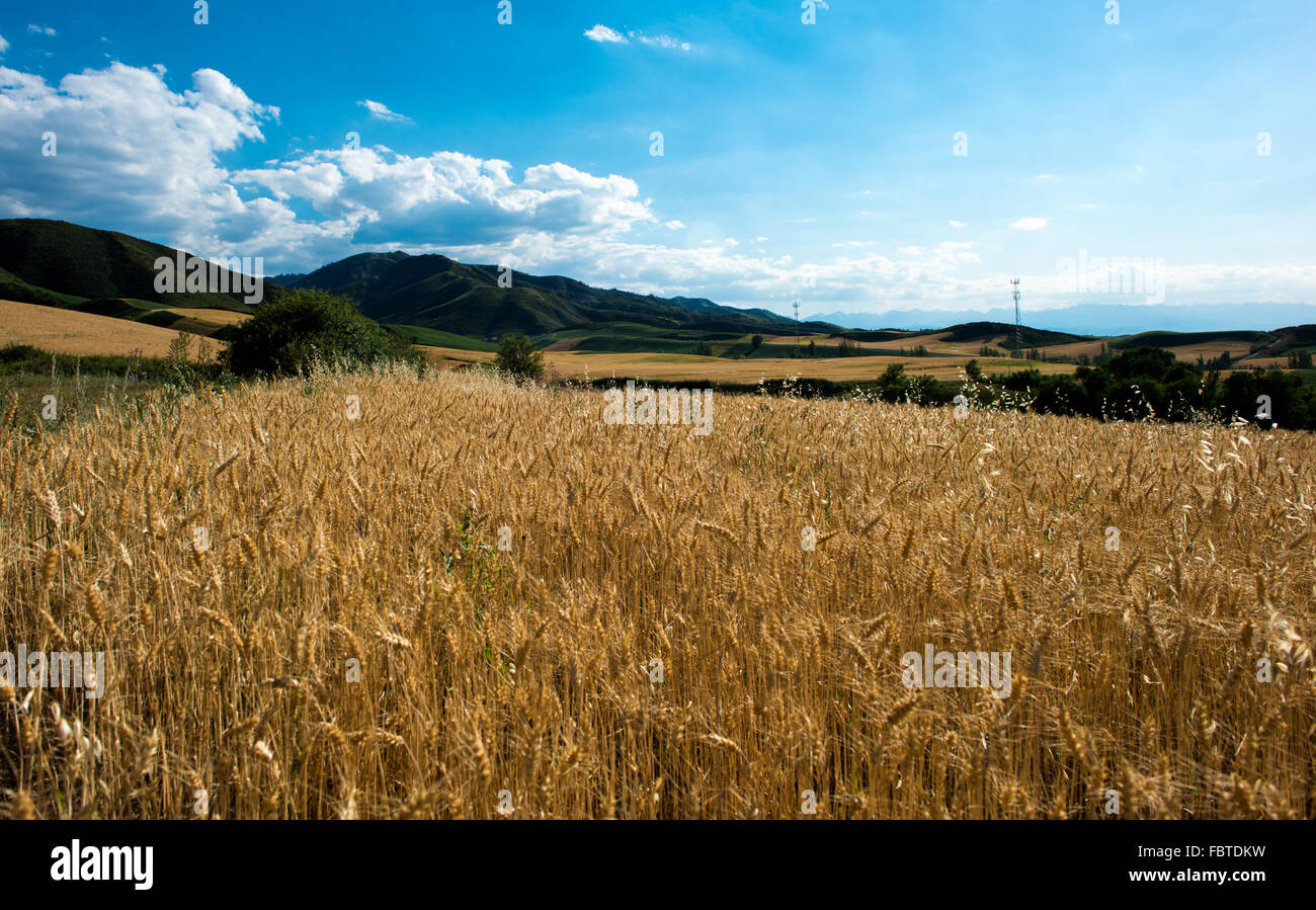 Xinjiang Shihezi wheat field Stock Photo - Alamy