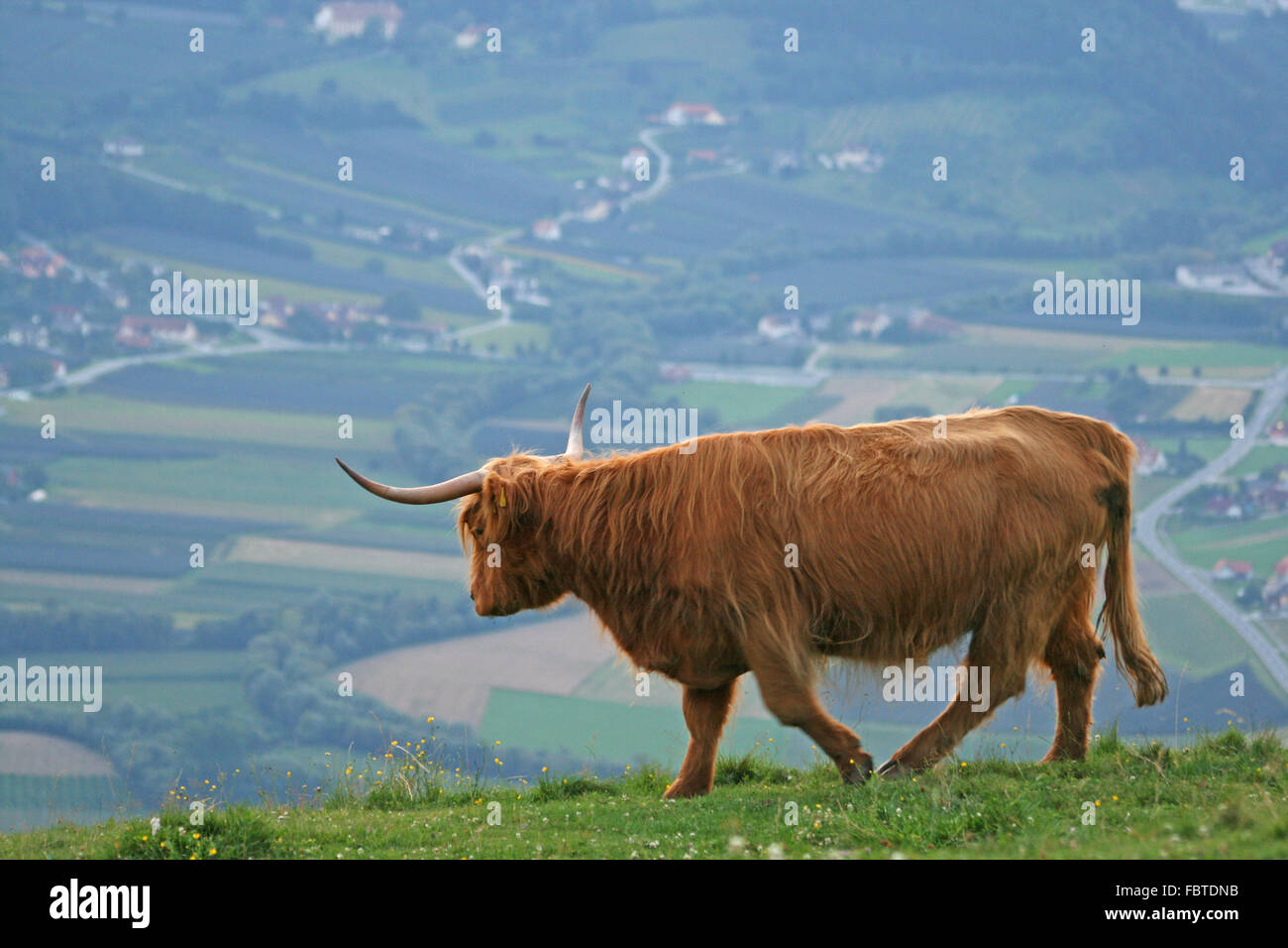 Aggressive highland cow hi-res stock photography and images - Alamy