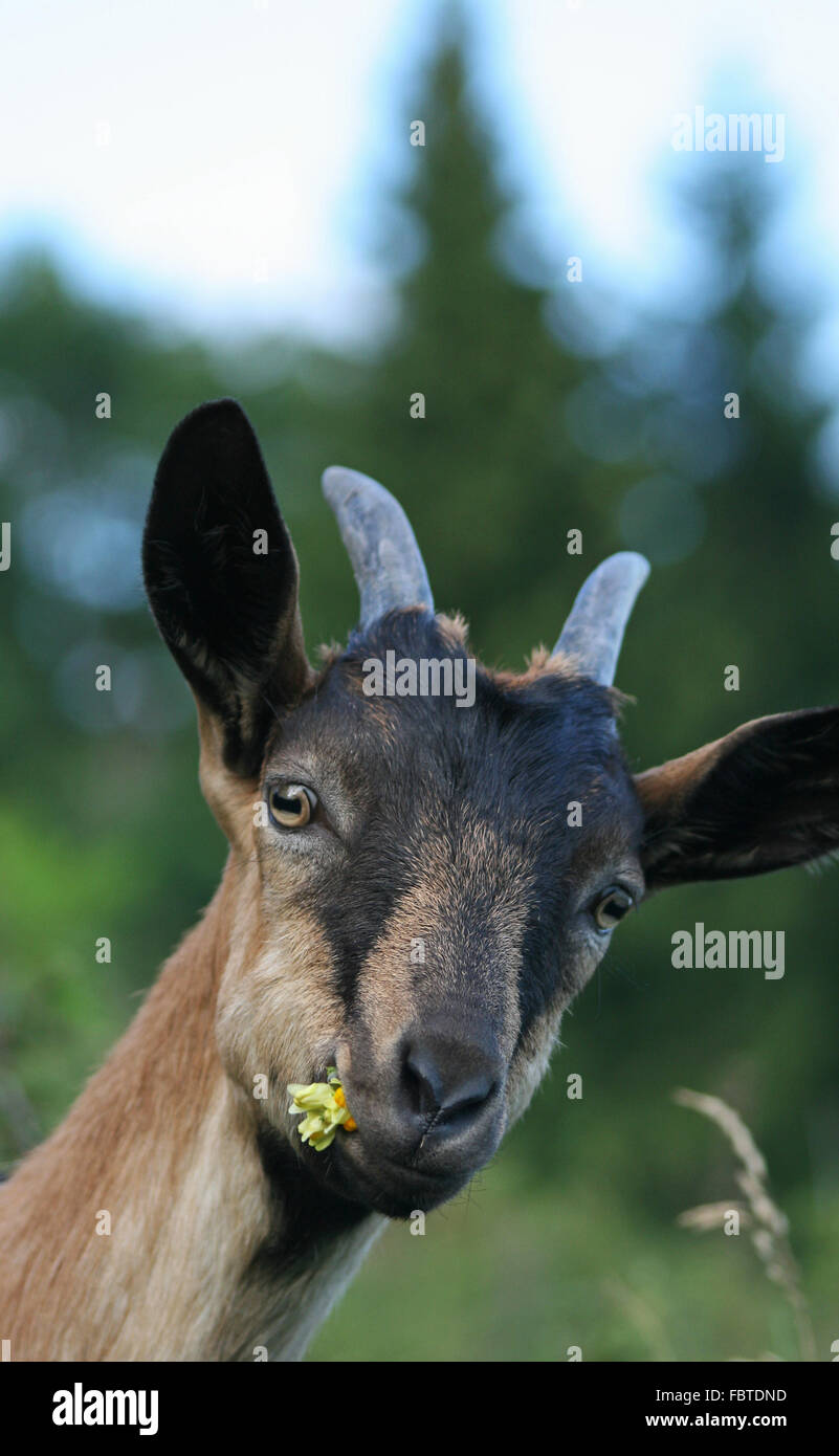 Milch goat hi-res stock photography and images - Alamy
