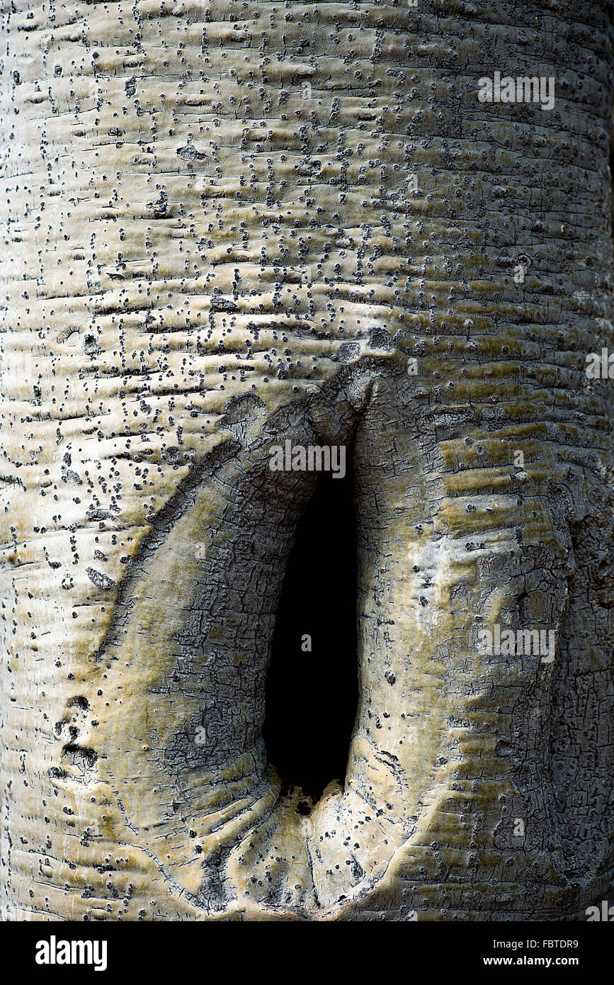 Tree knot hi-res stock photography and images - Alamy