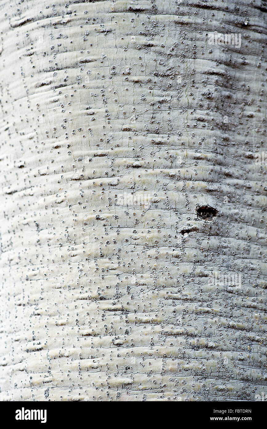 Close-up of baobab tree bark Stock Photo - Alamy