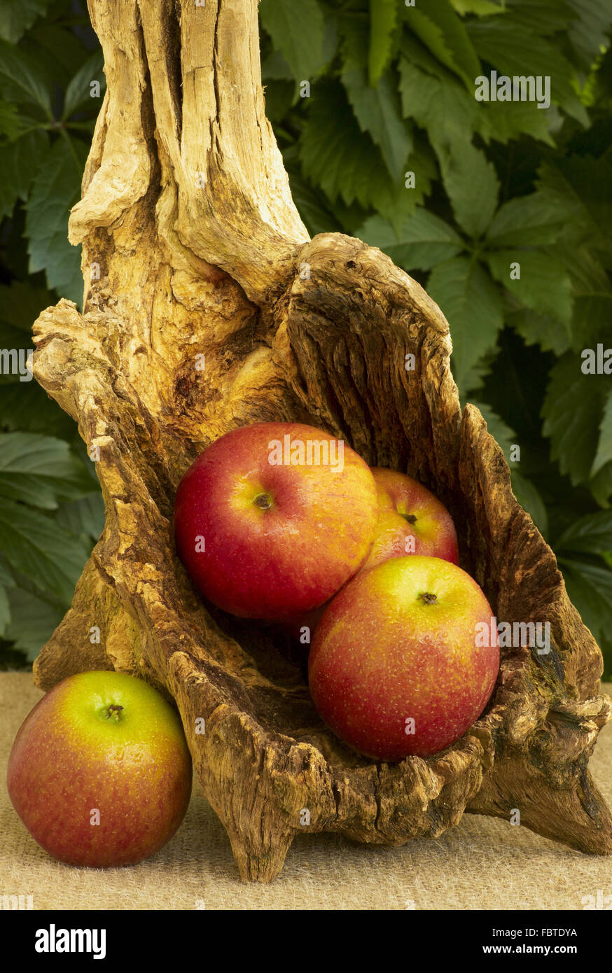 Apple tree with roots and leaves hi-res stock photography and images ...