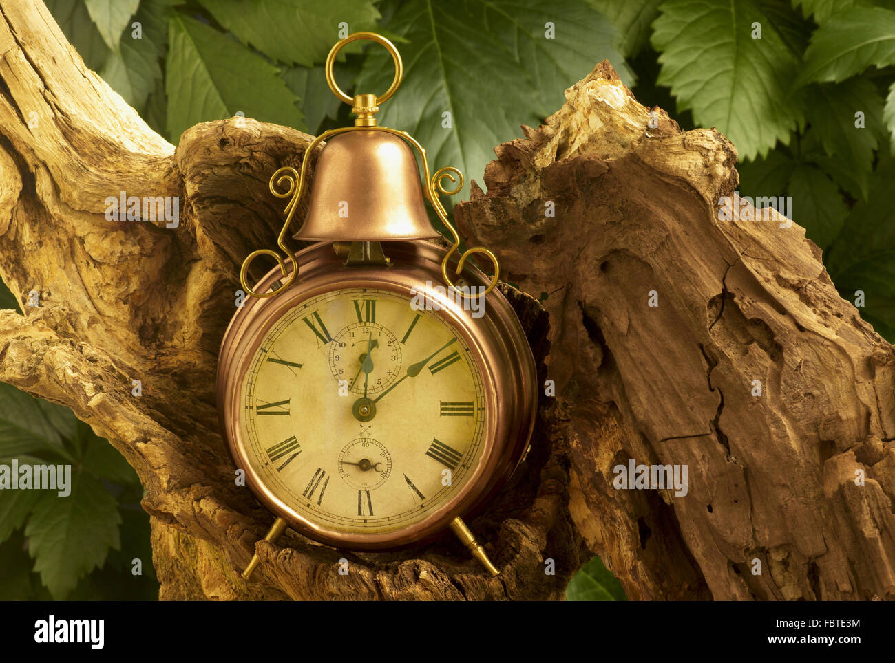 Old clock with root Stock Photo - Alamy