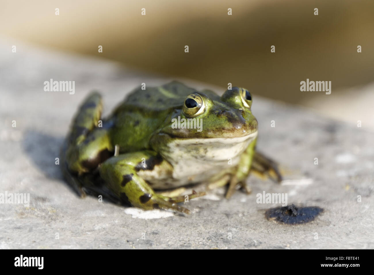 Frog on stone slab at Frog Stock Photo - Alamy