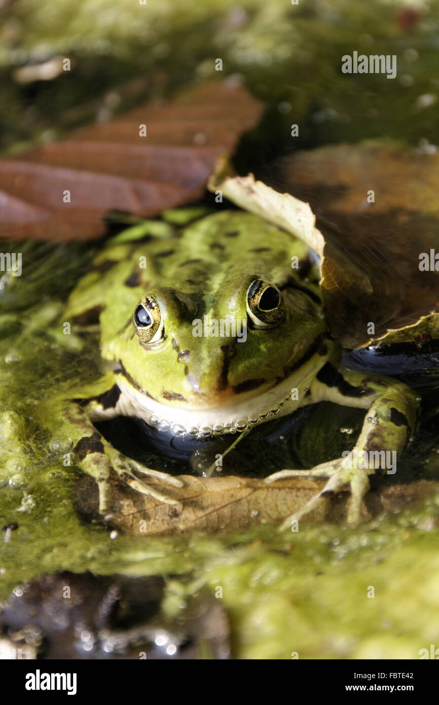 Askance skeptical frog frog Stock Photo - Alamy
