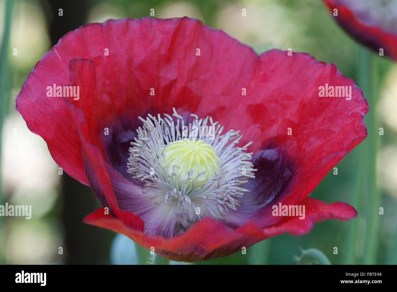 Poppy in full bloom Stock Photo - Alamy
