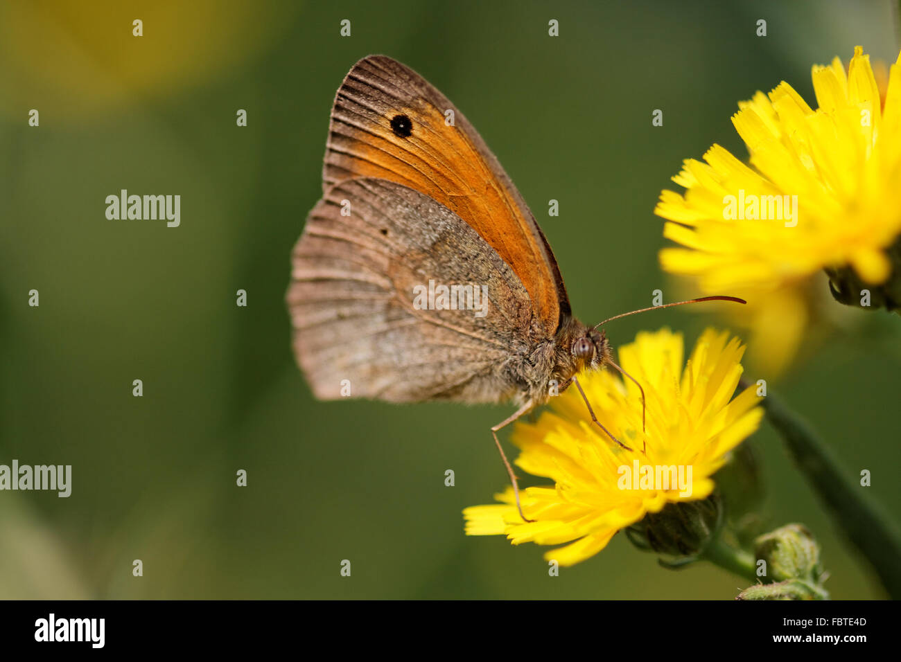 Flower heath hi-res stock photography and images - Alamy