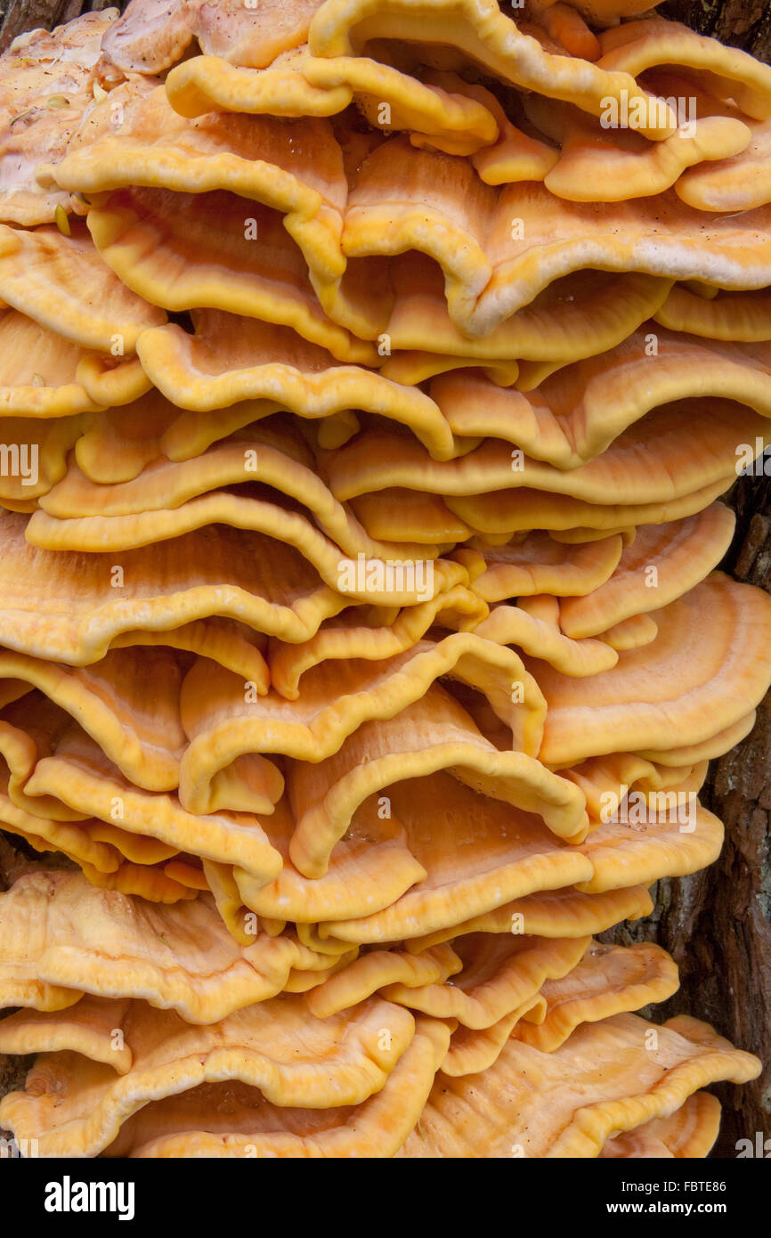Sulphur shelf hi-res stock photography and images - Alamy