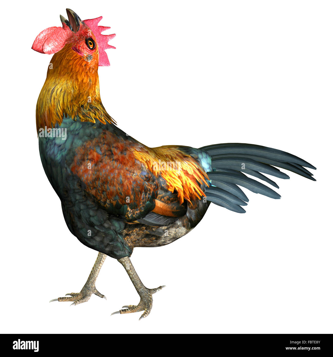 Rooster crowing hi-res stock photography and images - Alamy