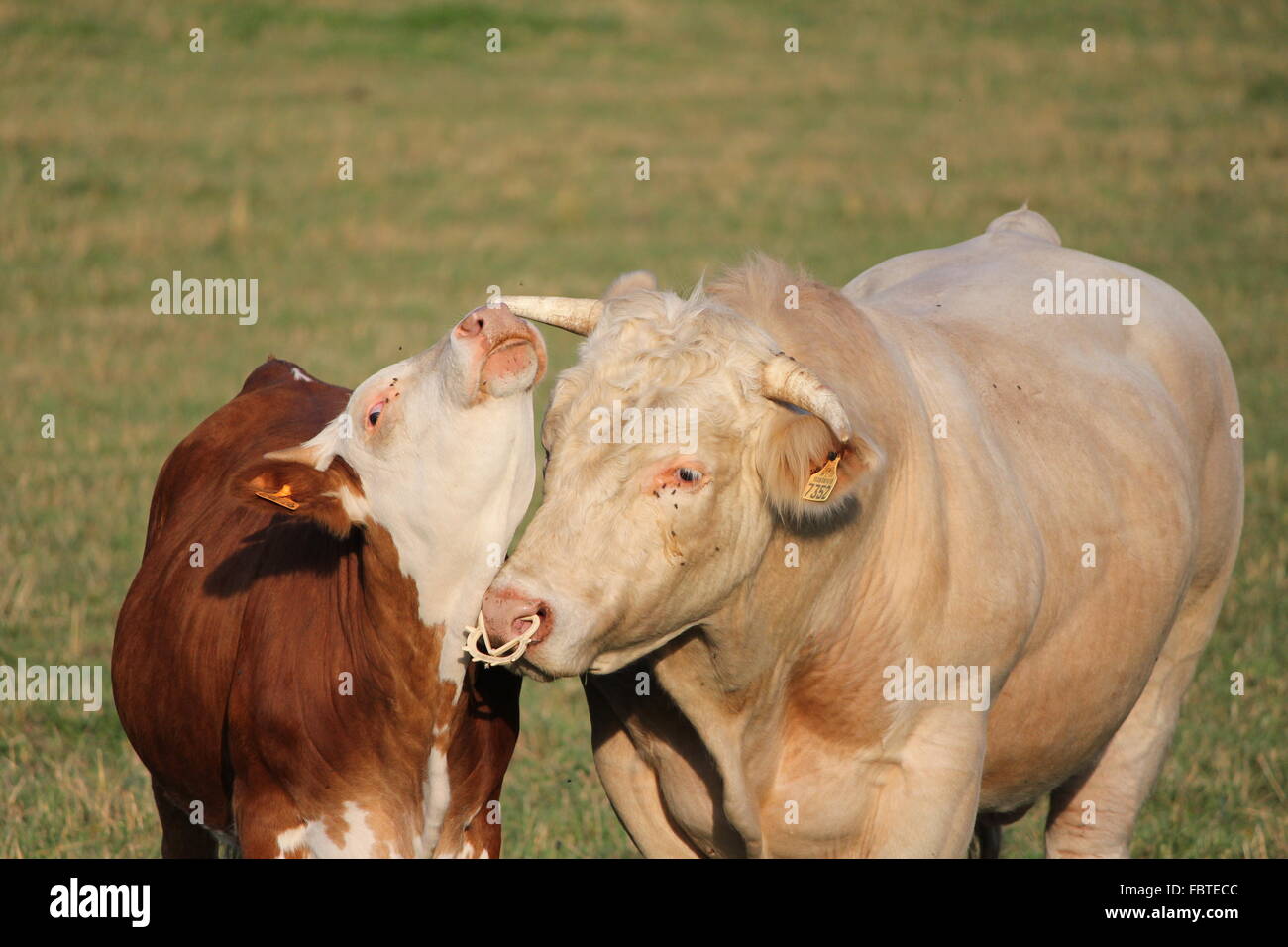cow and one calf Stock Photo - Alamy