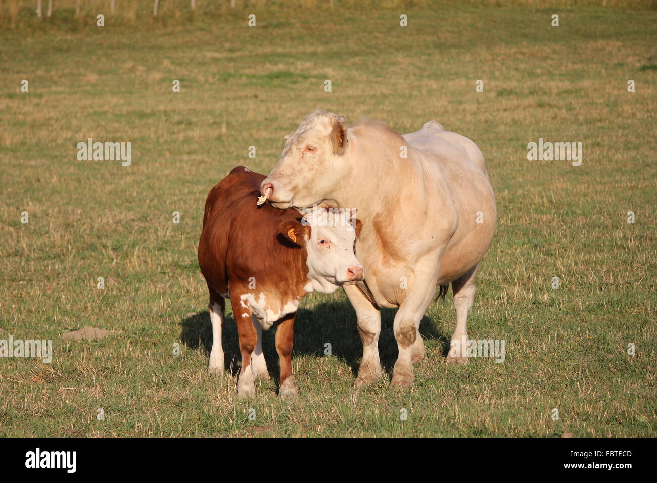 Hybrid cow calf hi-res stock photography and images - Alamy