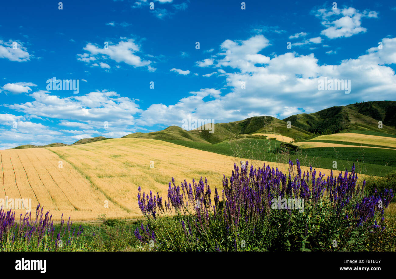 Xinjiang Shihezi wheat field Stock Photo - Alamy