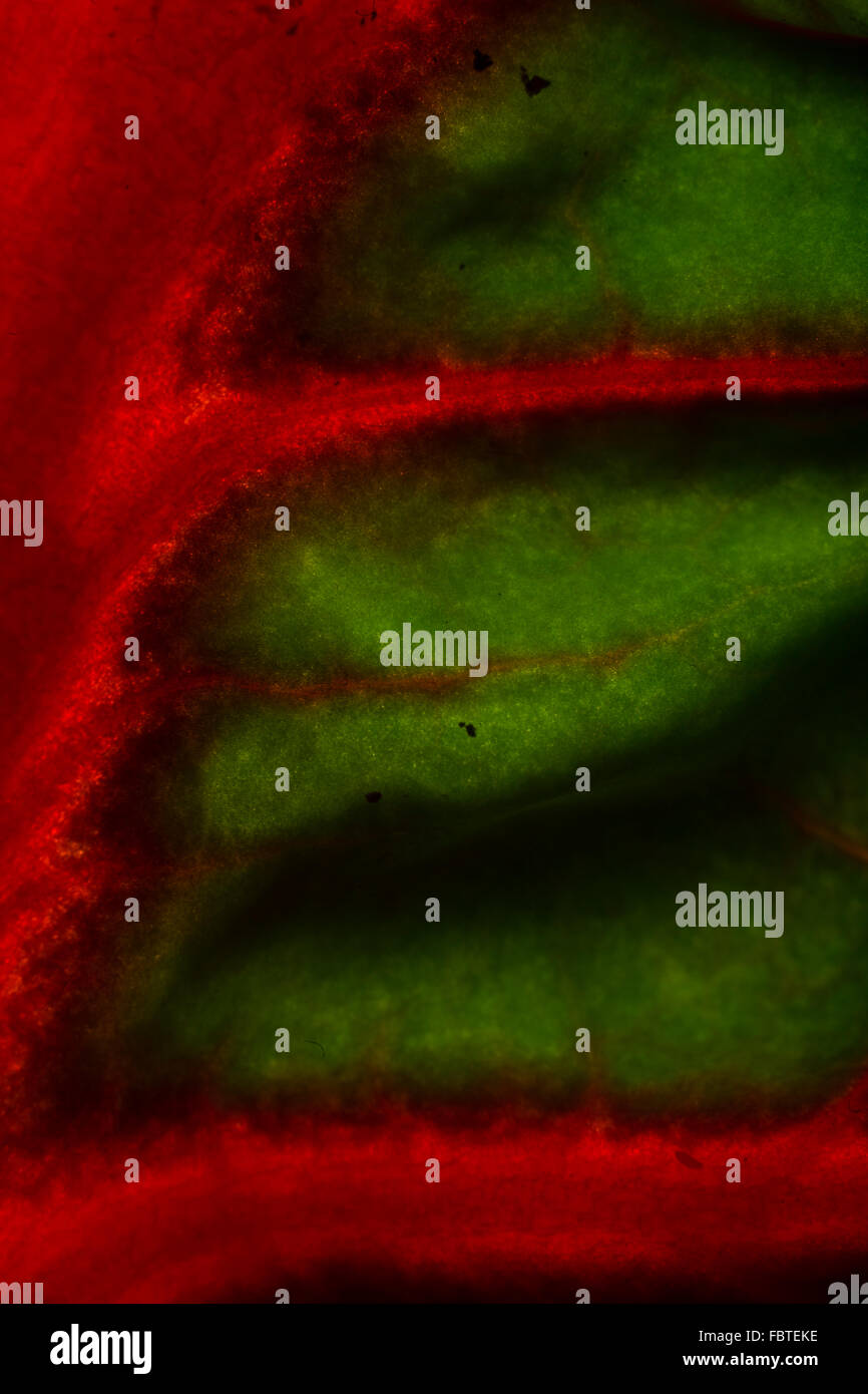 Red chard bright leaf Stock Photo - Alamy