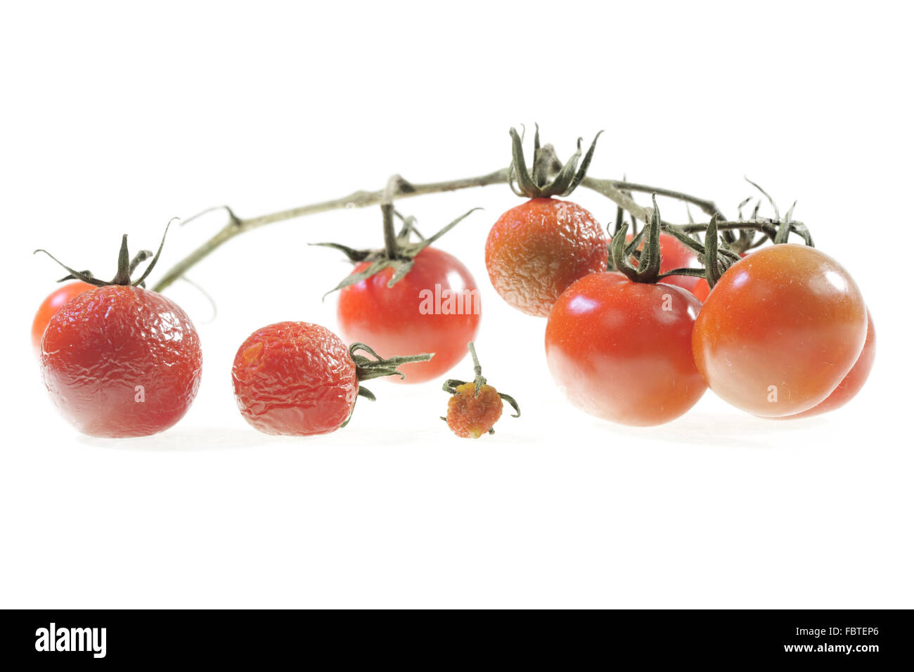 Tomatenrispe with semi-dried tomato Stock Photo - Alamy