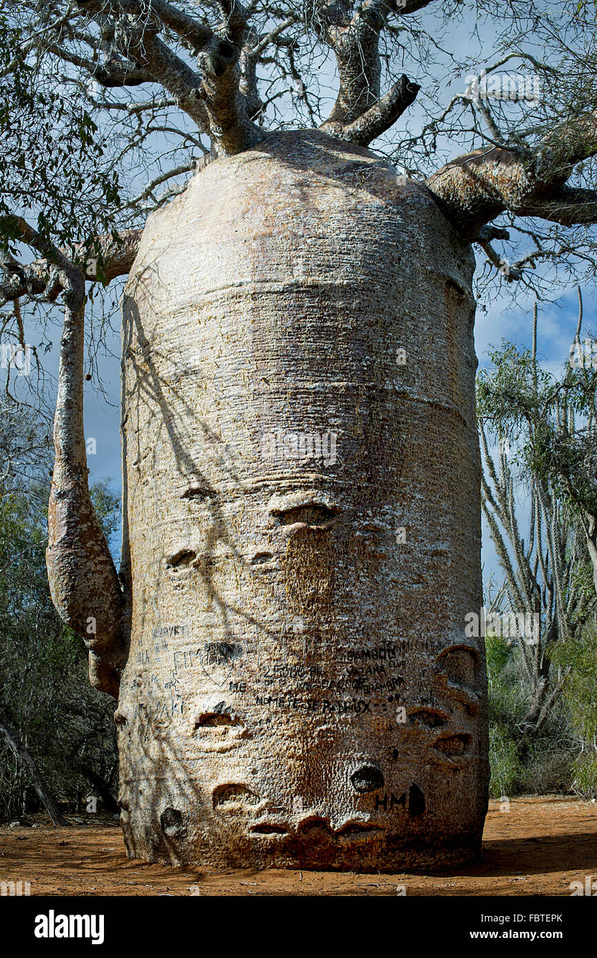 Baobab tree images hi-res stock photography and images - Alamy