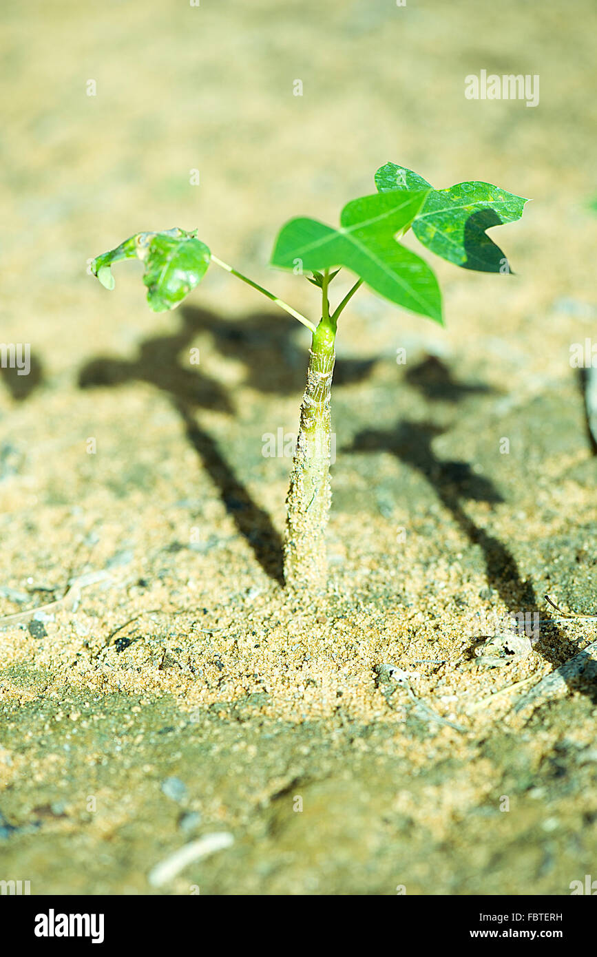 Baobab tree seedling Stock Photo - Alamy