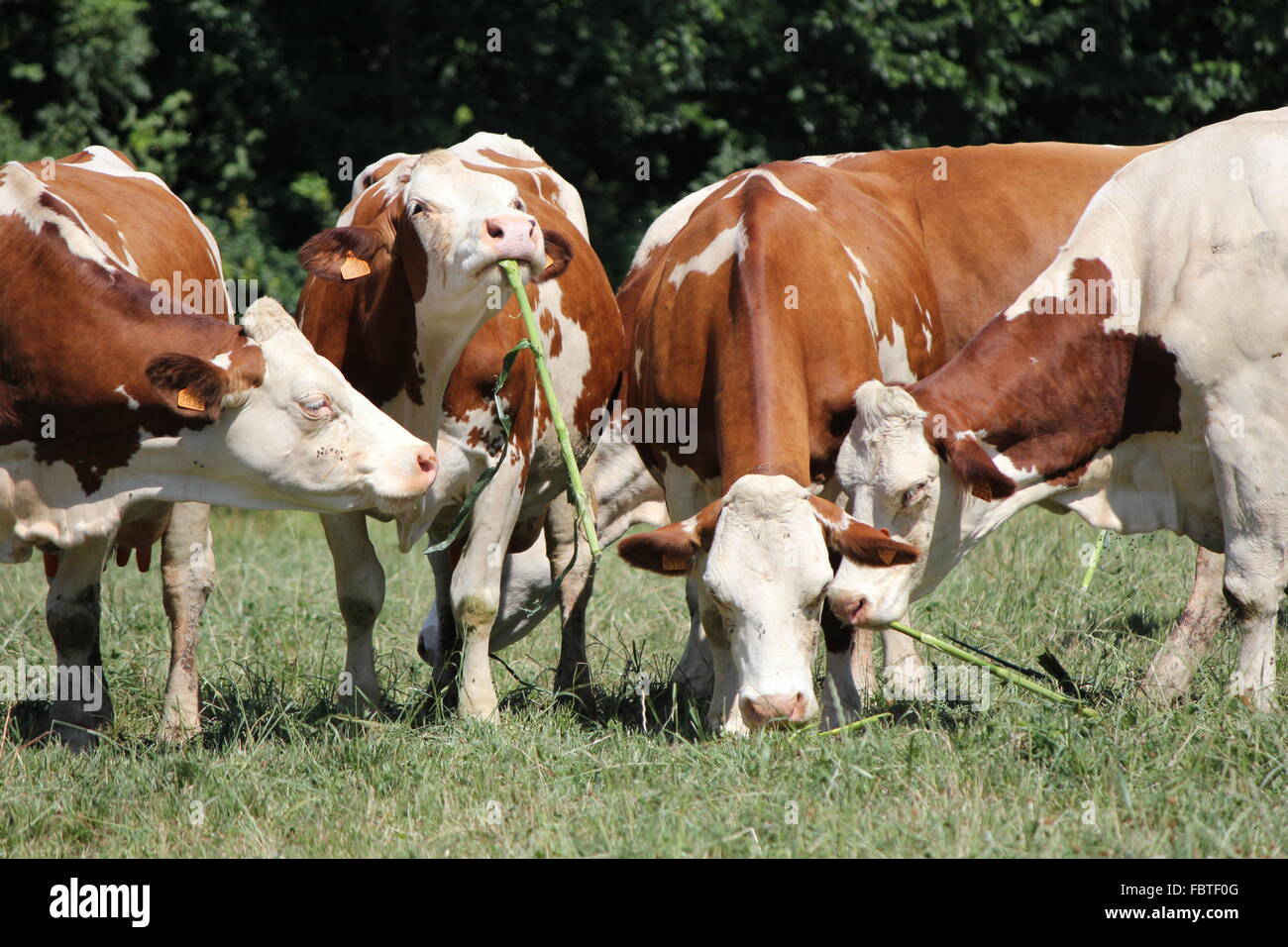 Cows cropping grass hi-res stock photography and images - Alamy