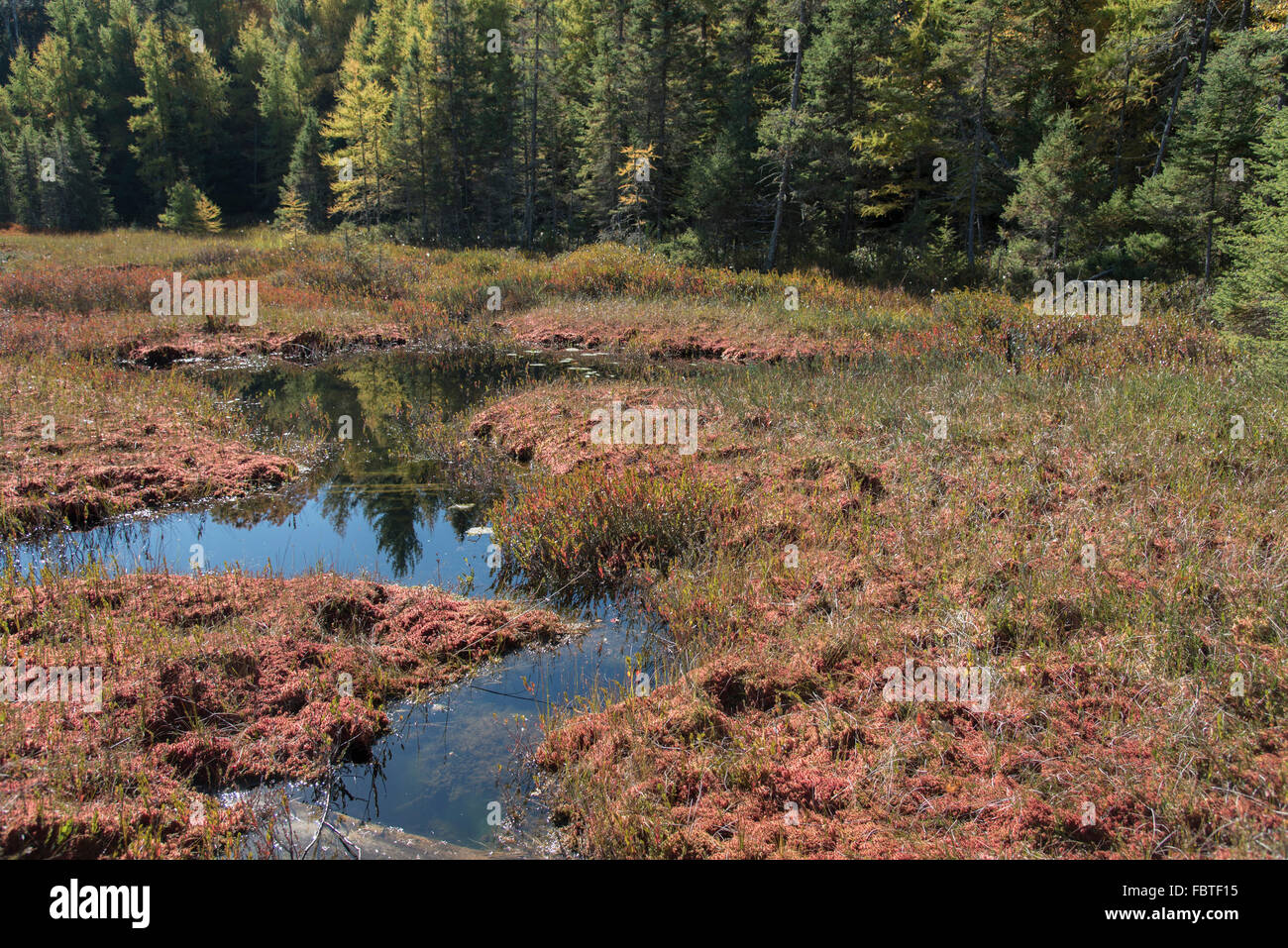 Wetland Bogs