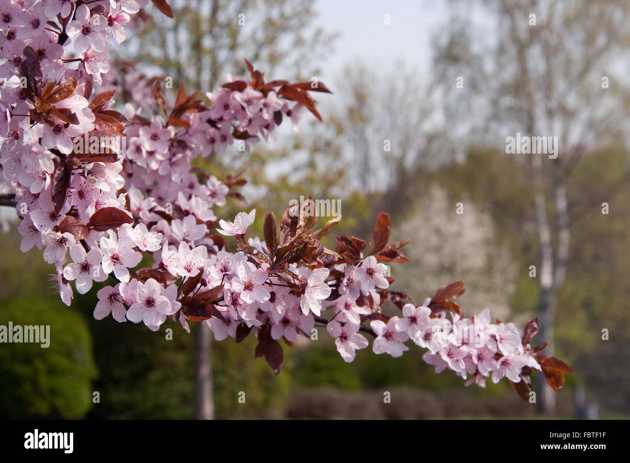 Cherry tree branch Stock Photo - Alamy