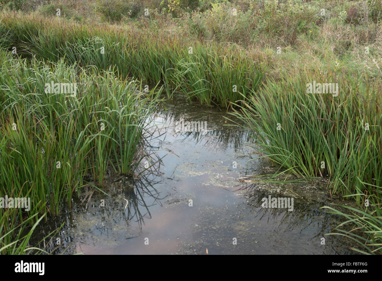Common Bur-reed (Sparganium eurycarpum) aquatic plants growing in a ...