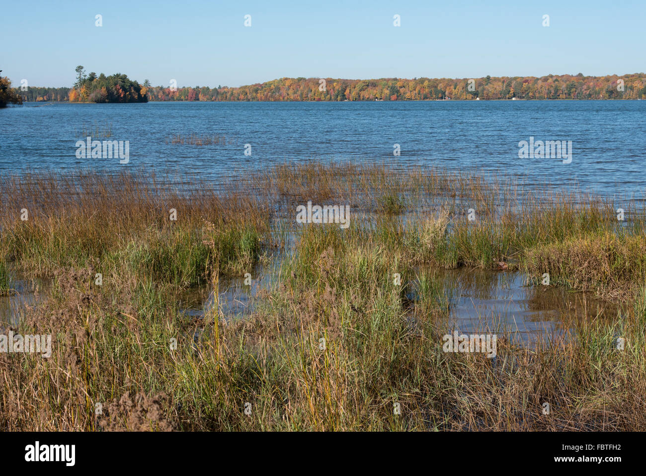 The emergent rushes along Franklin Lake in Northern Wisconsin are ...