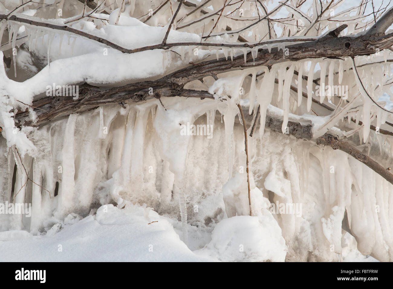 Ice tree branches hi-res stock photography and images - Alamy