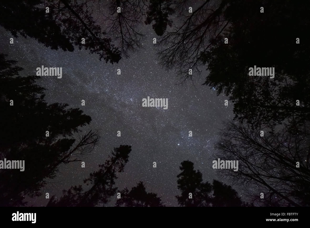 Looking Up At The Stars Through Trees