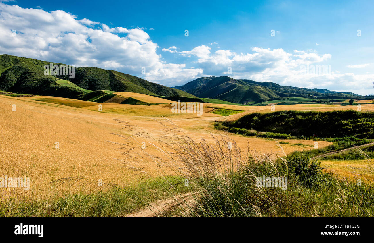 Xinjiang Shihezi wheat field Stock Photo - Alamy
