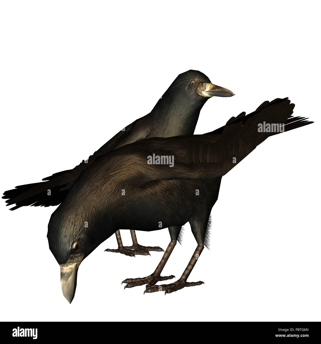 Crows Cut Out Stock Images & Pictures - Alamy