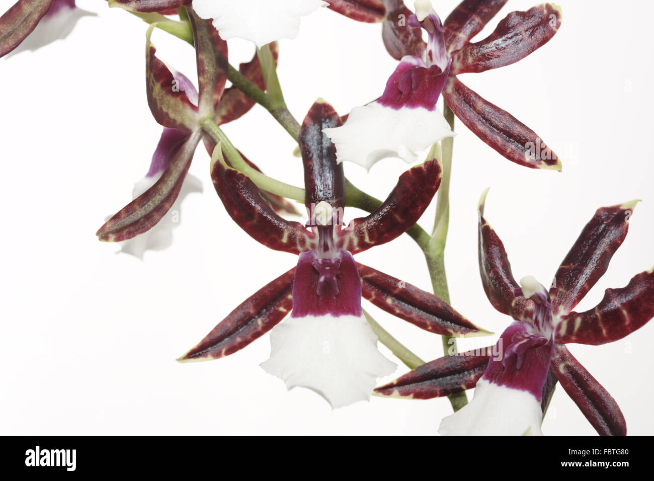 Cambria orchid hybrid flowers Stock Photo - Alamy
