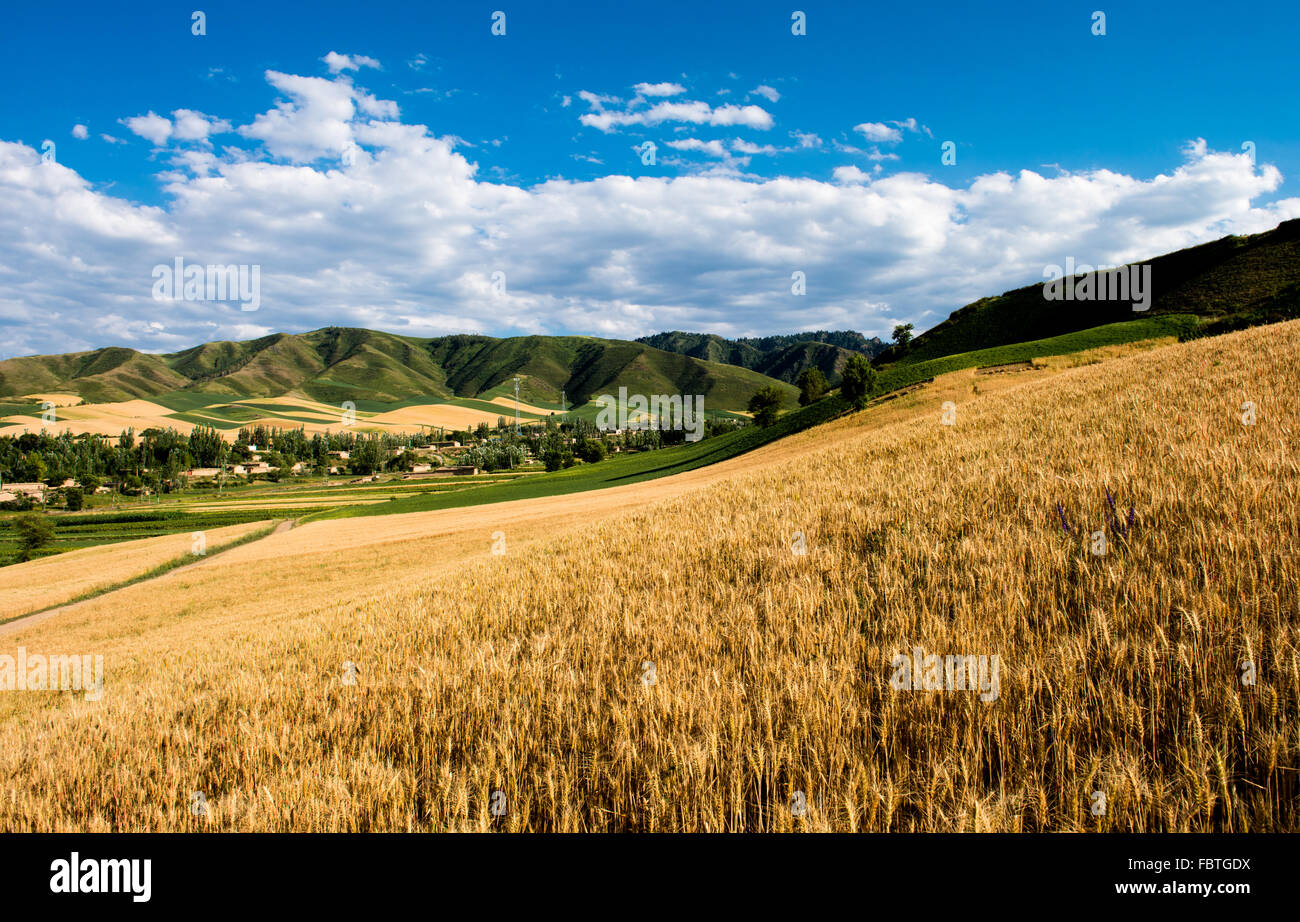 Xinjiang Shihezi wheat field Stock Photo - Alamy