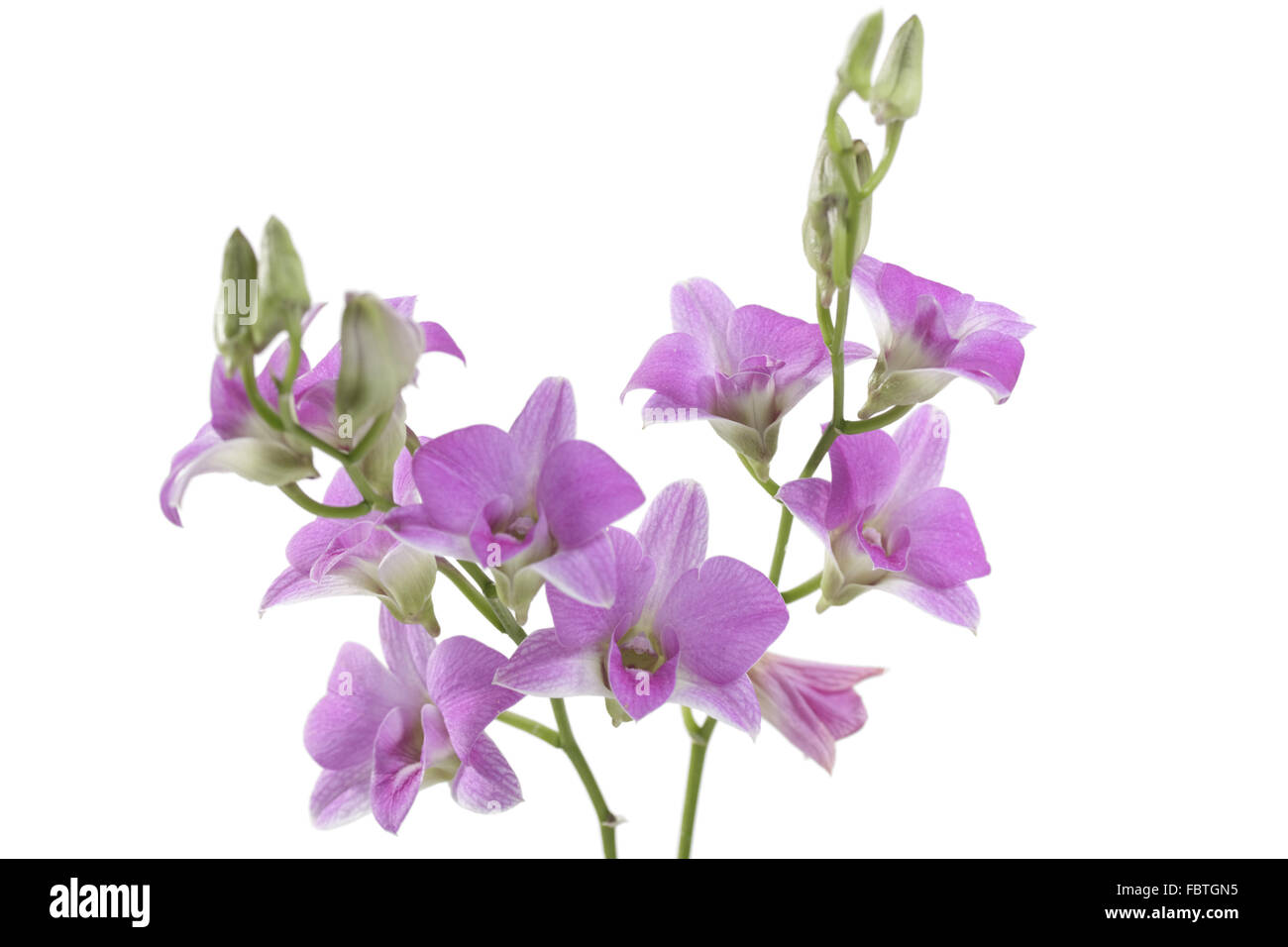 Dendrobium Compactum High Resolution Stock Photography and Images - Alamy